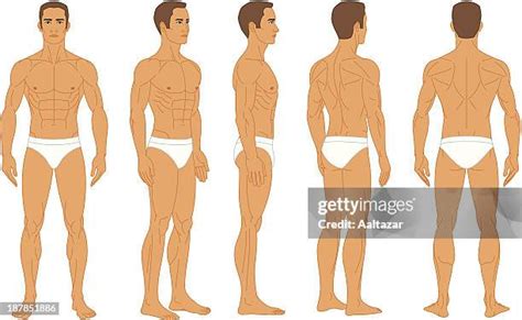 1 817 Human Body Anatomy Side View High Res Illustrations Getty Images
