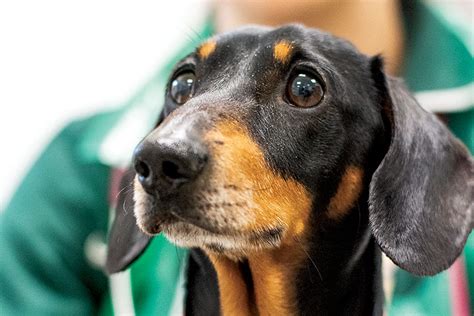 Intervertebral Disc Disease Ndsr