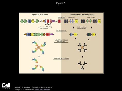 The Evolution Of Adaptive Immune Systems Ppt Download