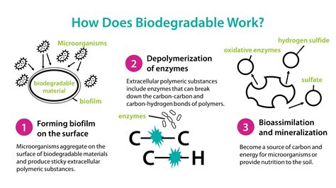 What Does Biodegradable Mean Definition Of Biodegradable Renouvo