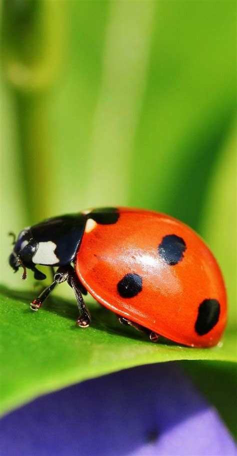 A Ladybird Close Up Pictures Of Insects Ladybug Insect Photography