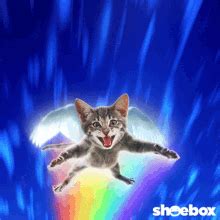 Cat Flying Memes