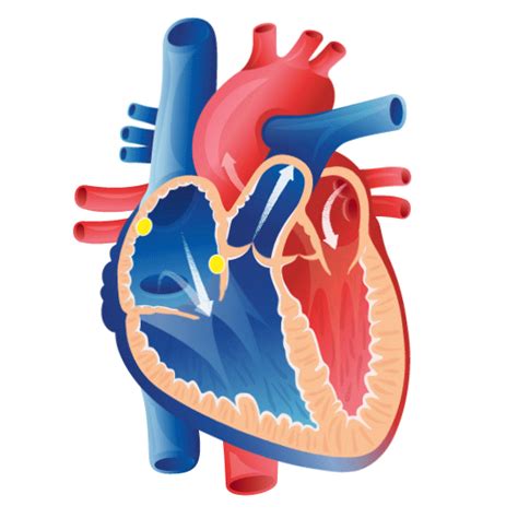 Cardiology Mediclinic Middle East