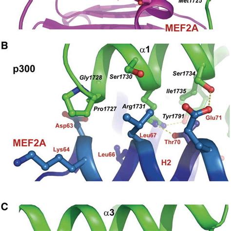 Proteinprotein Interactions At Interfaces Ii And Iii A The