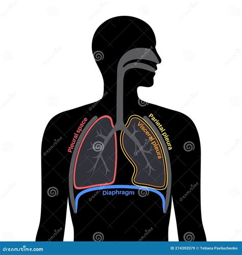 Mediastinal Pleura Cadaver
