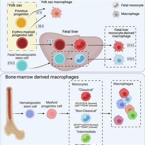 Principles Of Fibroblast‐macrophage Crosstalk Leading To Myofibroblast Download Scientific