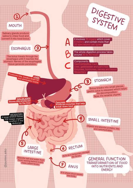 How Digestive System Works Antonela Romero Udocz