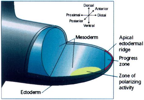 Schematic Illustration Of A Limb Bud Positions Of The Aer Apical