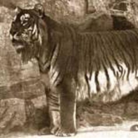 Extinct Tiger Species