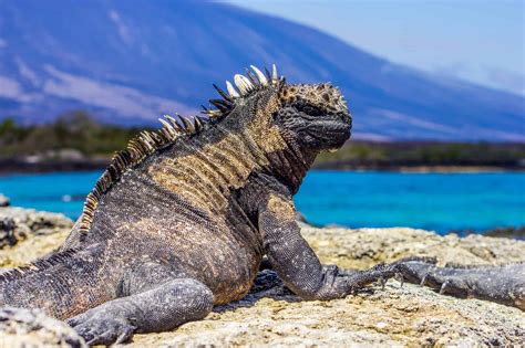 Giant Iguana Galapagos