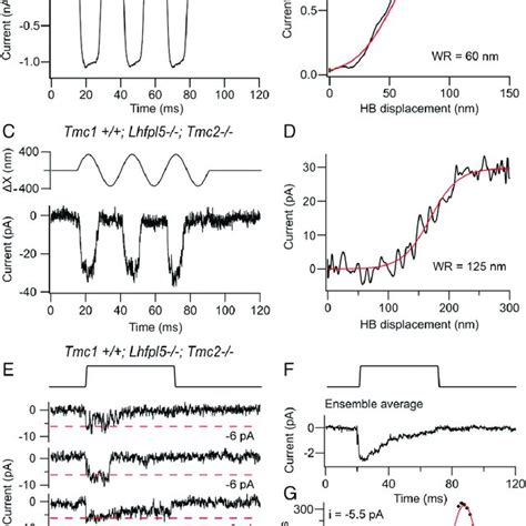 Met Currents In Ohcs Of Lhfpl5 Knockouts A Macroscopic Currents For