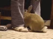 Rabbit Bunny  Rabbit Bunny Hello Discover And Share S