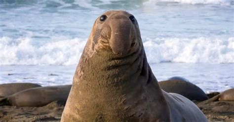 Lionfish Behavior Animalbehaviorcorner