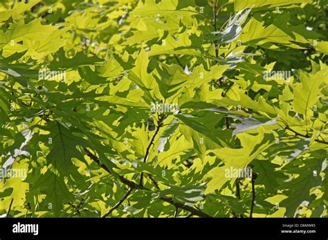 Oak Tree Foliage At Spring Stock Photo Alamy