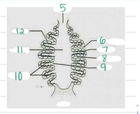 Sycon Anatomy Flashcards Quizlet
