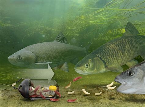 Rig Tying Guide Bolt Feeder Rig For Chub And Roach On Rivers