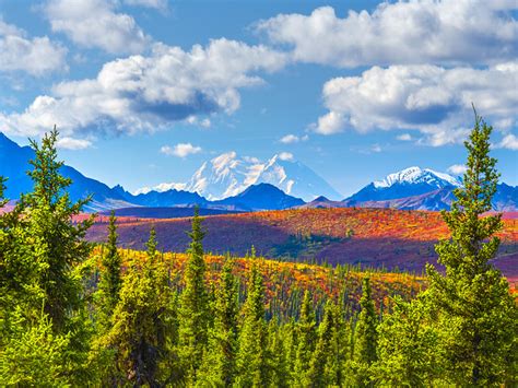 Denali National Park White Snowcapped Mount Denali Peak Fall Colors