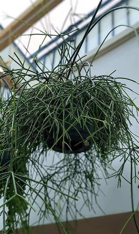 Mistletoe Cactus Rhipsalis Baccifera Care Guide Ourhouseplants
