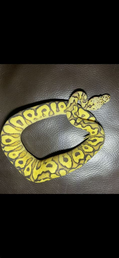 Pastel Spotnose Yellow Belly Clown Ball Python By Laballs Morphmarket