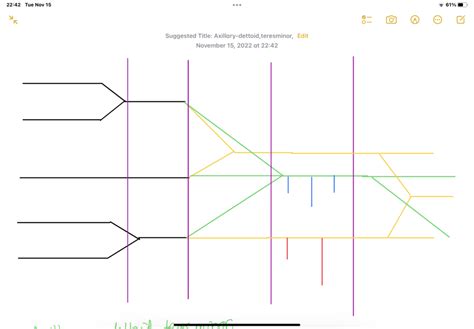 Brachial Plexus Map Diagram Quizlet Brachial Plexus Map Diagram Quizlet