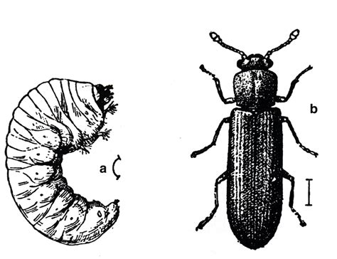 Powder Post Beetles Larvae Blog How Po