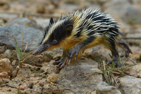 Madagascar Faces Millions Of Years Of Extinctions Due To Human Activity