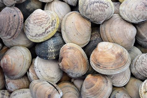 Fresh Clams Littleneck At Herbert Yamasaki Blog