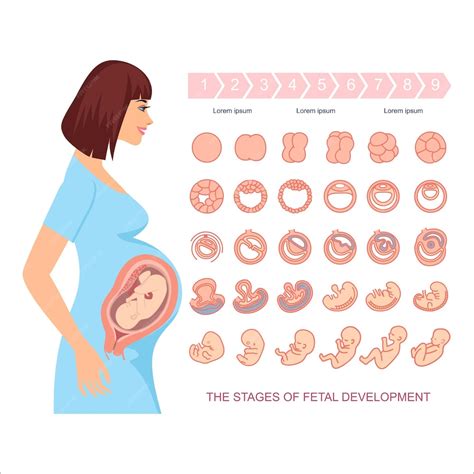 Premium Vector Stages Of Fetal Development On White Background Pregnancy