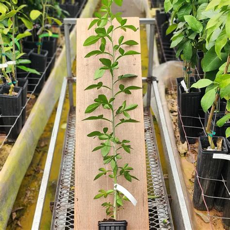 Shop Citrus Rootstock Online Free Shipping Nz Wide