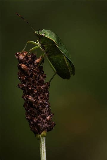 Gambar Background Pentatomidae Vektor Dan File Psd Untuk Unduh Gratis