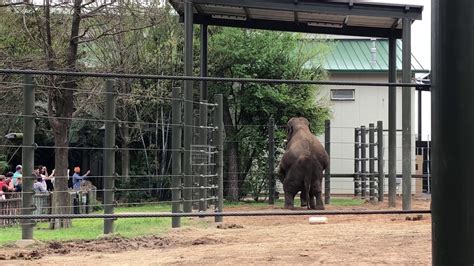 Elephant Sex Youtube