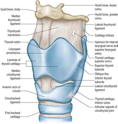 Larynx Basicmedical Key