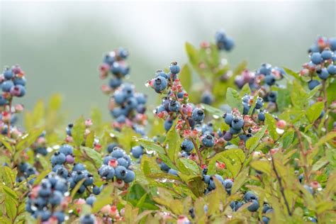 Wymans Turns 150 Edible Maine
