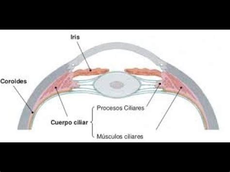 Anatomía Del Cuerpo Ciliar Anatomía Del Ojo Zohara G Udocz