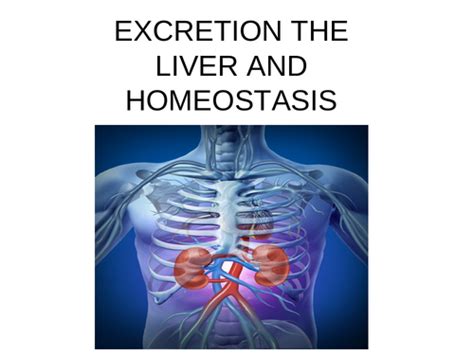 Ocr A Level Biology A H420 The Liver Teaching Resources