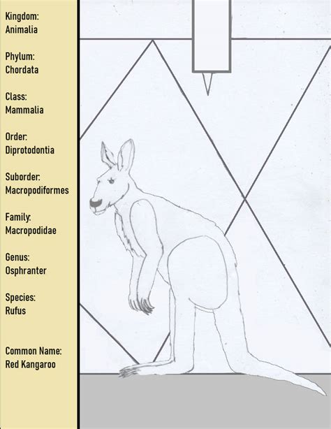 Species Rufus Red Kangaroo By Goodtimesroll44 On Deviantart