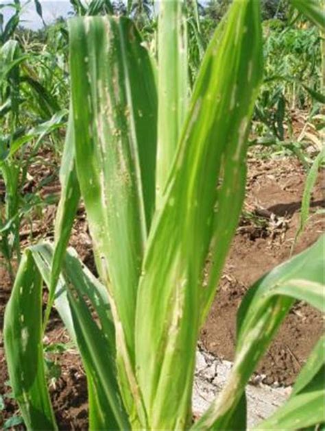 Chilo Partellus Alchetron The Free Social Encyclopedia