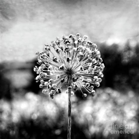 Allium Giganteum Seed Head Monochrome 1 Photograph By Taina Sohlman