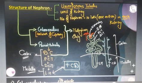 Structure Of Nephron Cortex Medulla 2 Col Urine Ferous Tubules 1 Unit