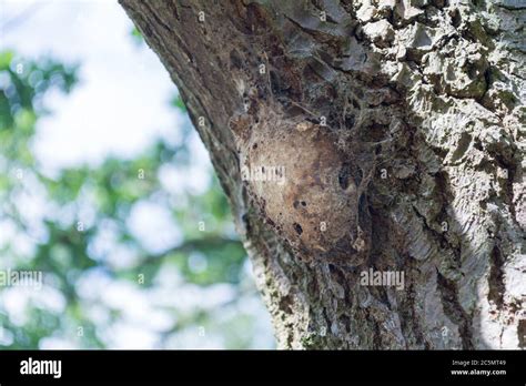 The Nest Of An Oak Processionary Moth Thaumetopoea Processionea Stock
