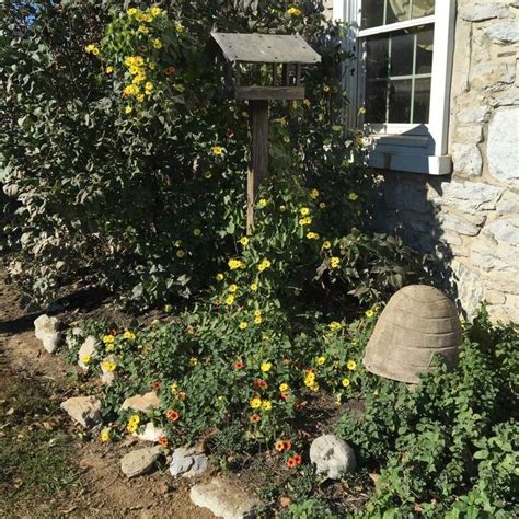 Pin By Sherie Smith On Patsy Martin Home Country Gardening Garden Plants