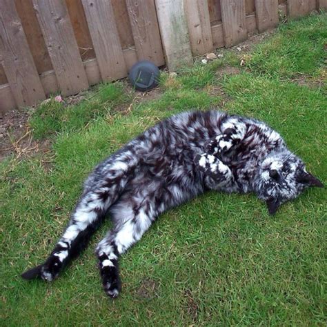 Scrappy The Cat Has Vitiligo And He Looks Like A Beautiful Marble