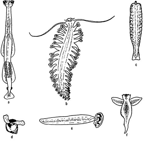 Holoplankton Alchetron The Free Social Encyclopedia