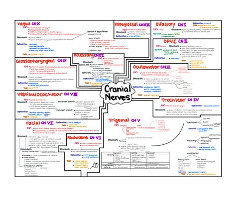 Cranial Nerve Mind Map Pdf Human Head And Neck Human Anatomy