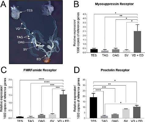 Figure 3 From The Male Reproductive System Of The Kissing Bug Rhodnius