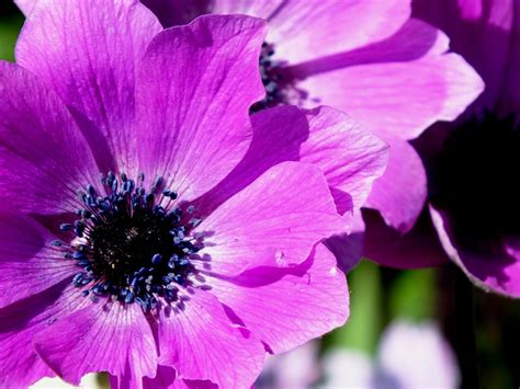 April Flower Anemone De Caen Earth Laughs In Flowers