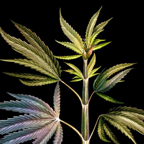 Botanical Packaging Pattern Illustration Behance