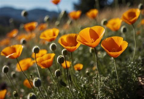 California Poppy From Seed A Guide To Growing The State Flower