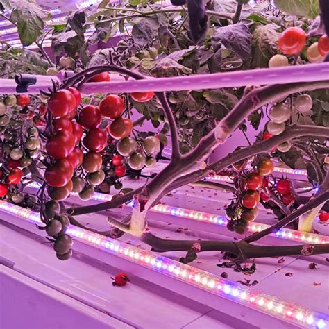 Supply Tomato Indoor Cultivation Vertical Hydroponic Module Wholesale
