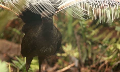 7 Fun Facts About The Superb Lyrebird Wwf Australia 7 Fun Facts About The Superb Lyrebird